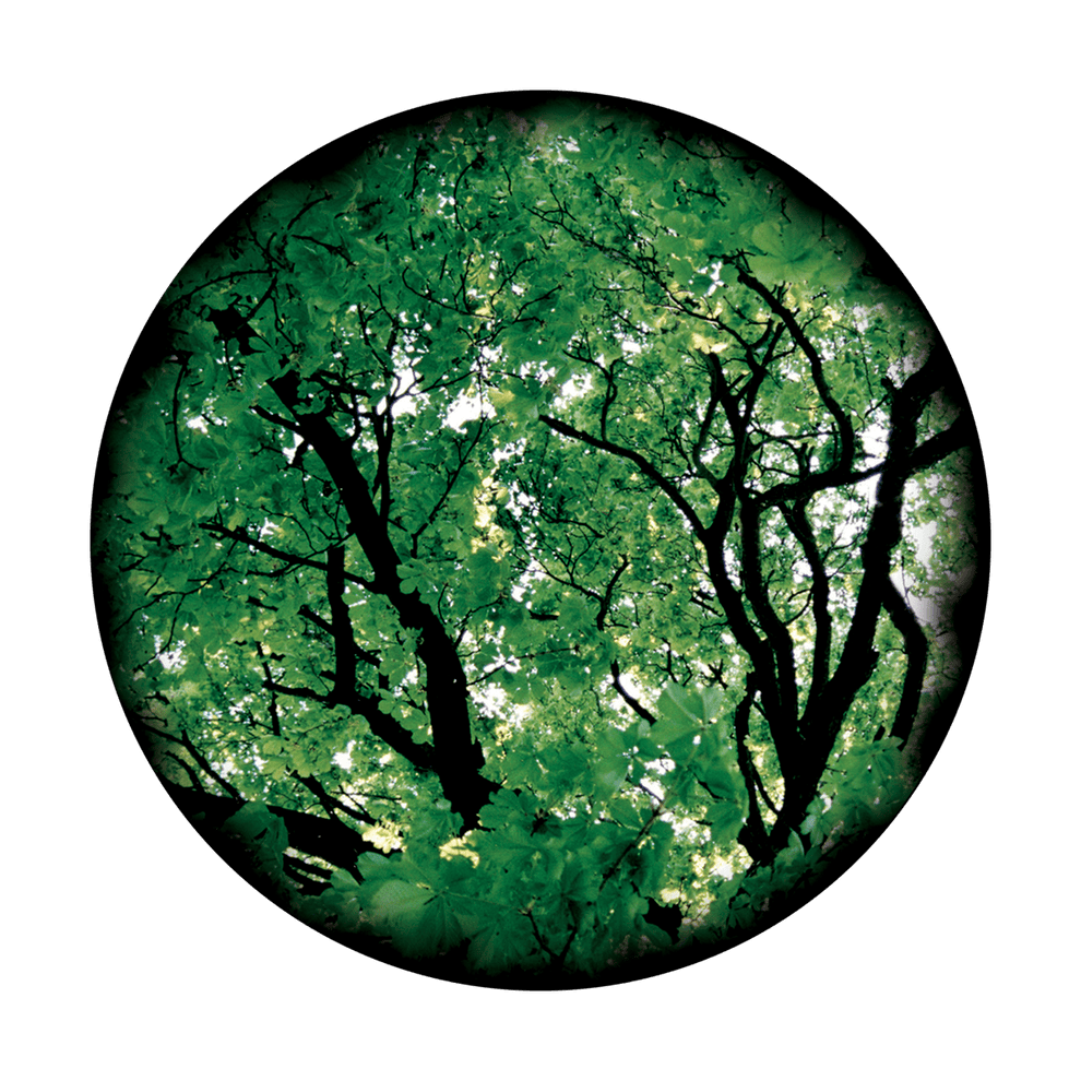 Full Color Gobo | Sunny Tree