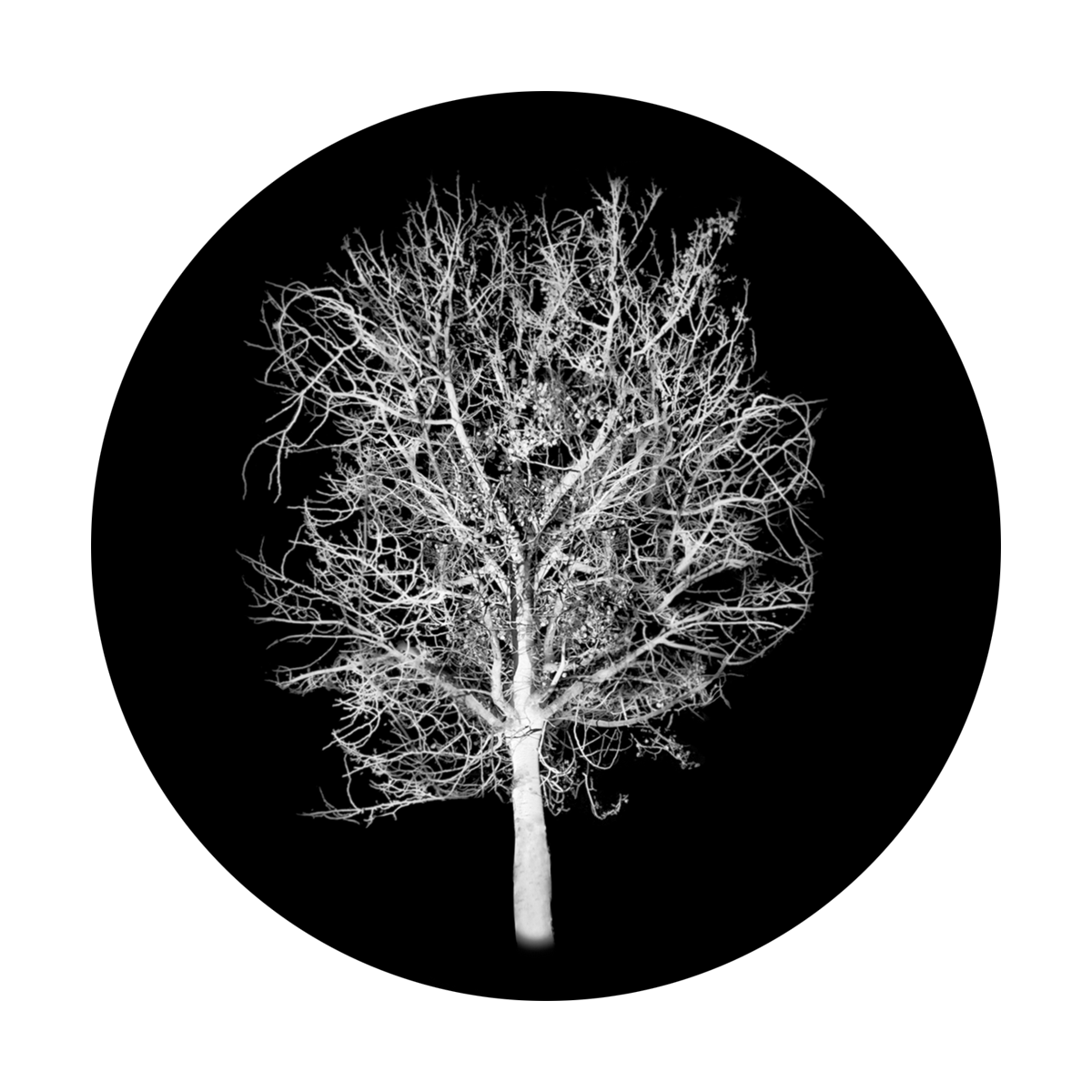 SR-1062 Moonlit Tree – Apollo MFG